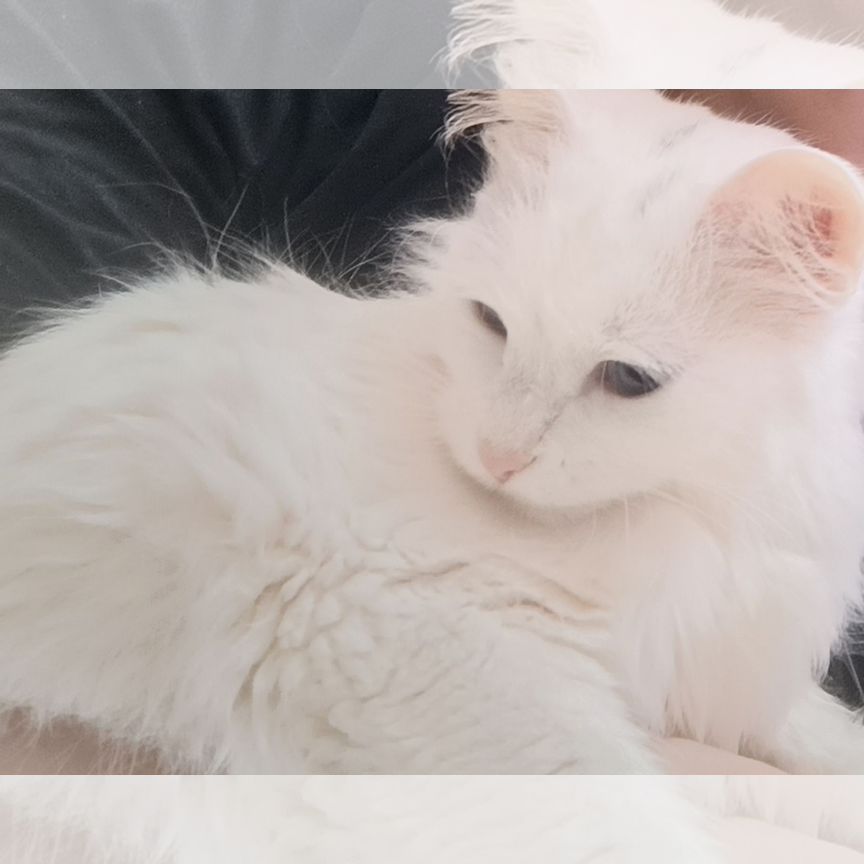 Взрослая, кошка в добрые руки