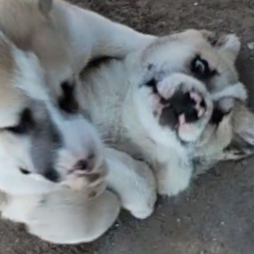 Щенки алабая