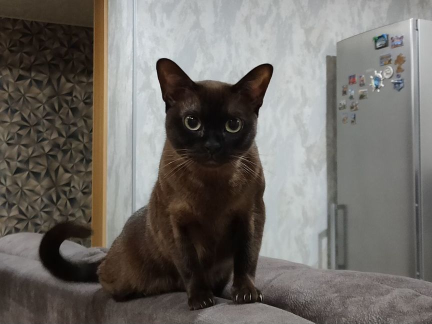 Бурма, ищем кота на вязку