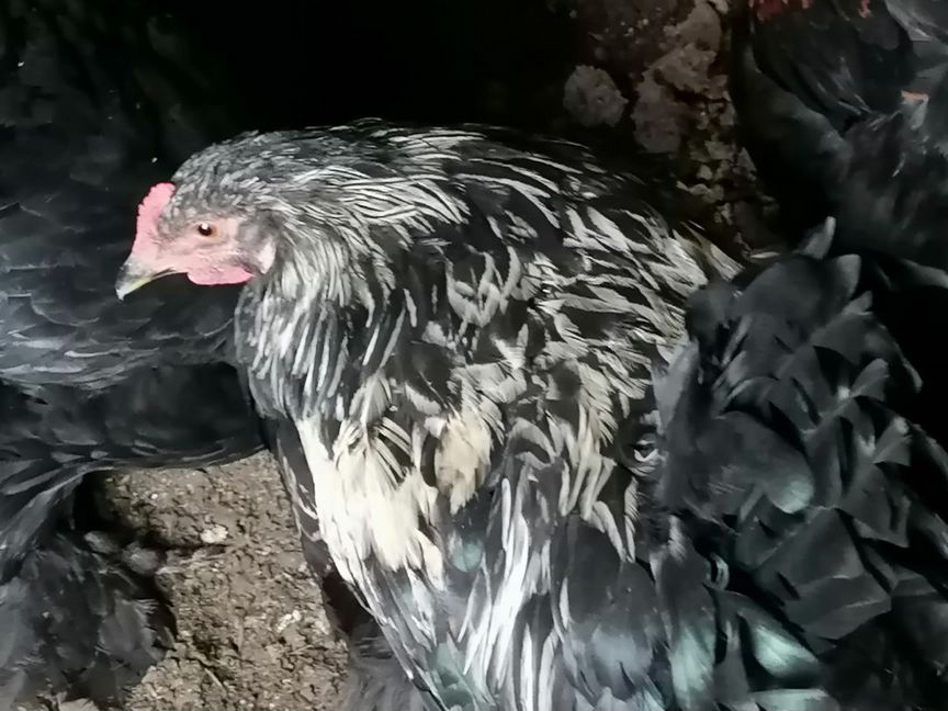 Петух брама