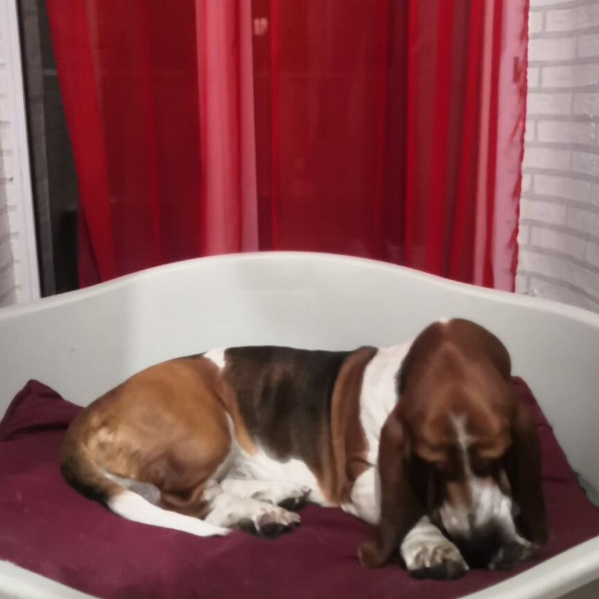 Шикарный по кровям бассет на в язку