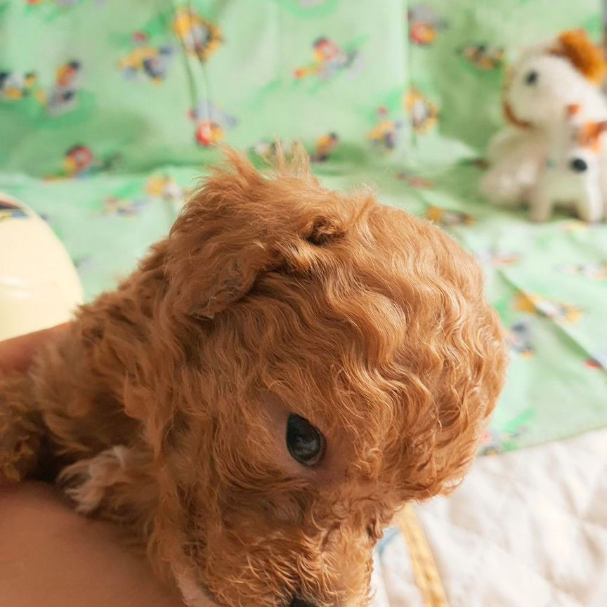 Той-пудель ред браун мальчик