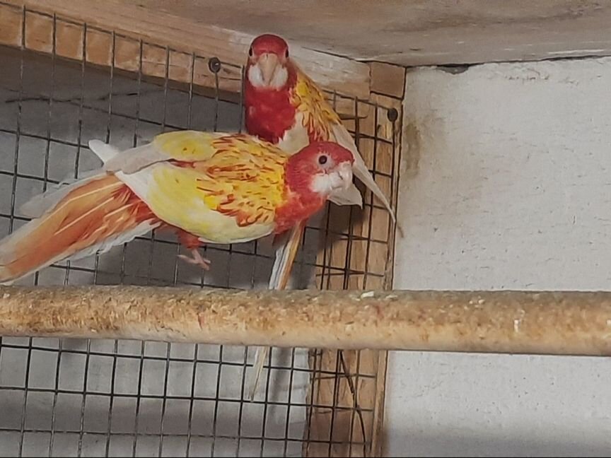 Попугай розелла рубиновая