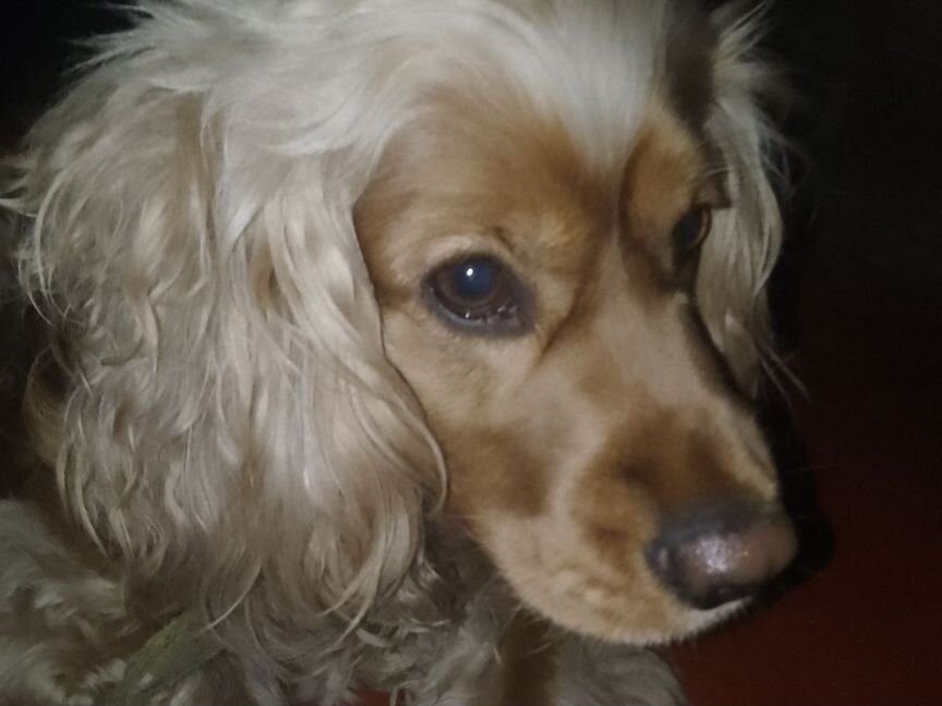 Кокер спаниель, найден в Ленинском районе