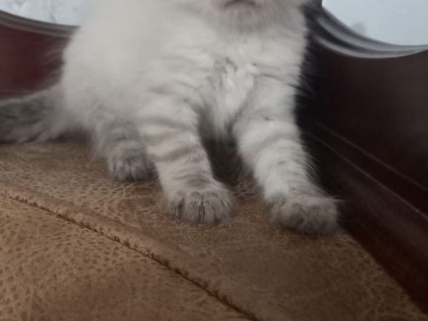 Невские маскарадные