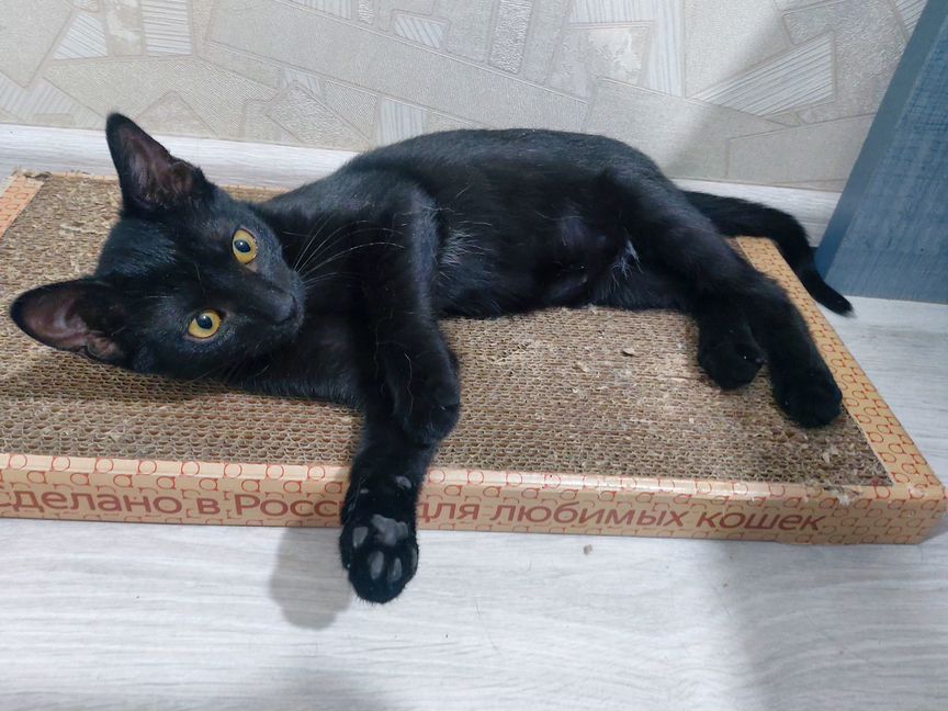 Черная малышка Наоми в добрые руки