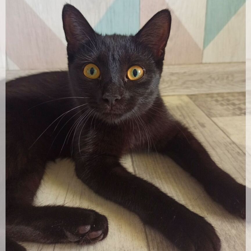 Кошки в добрые руки бесплатно