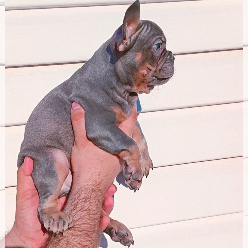 Шикарный щенок французского бульдога