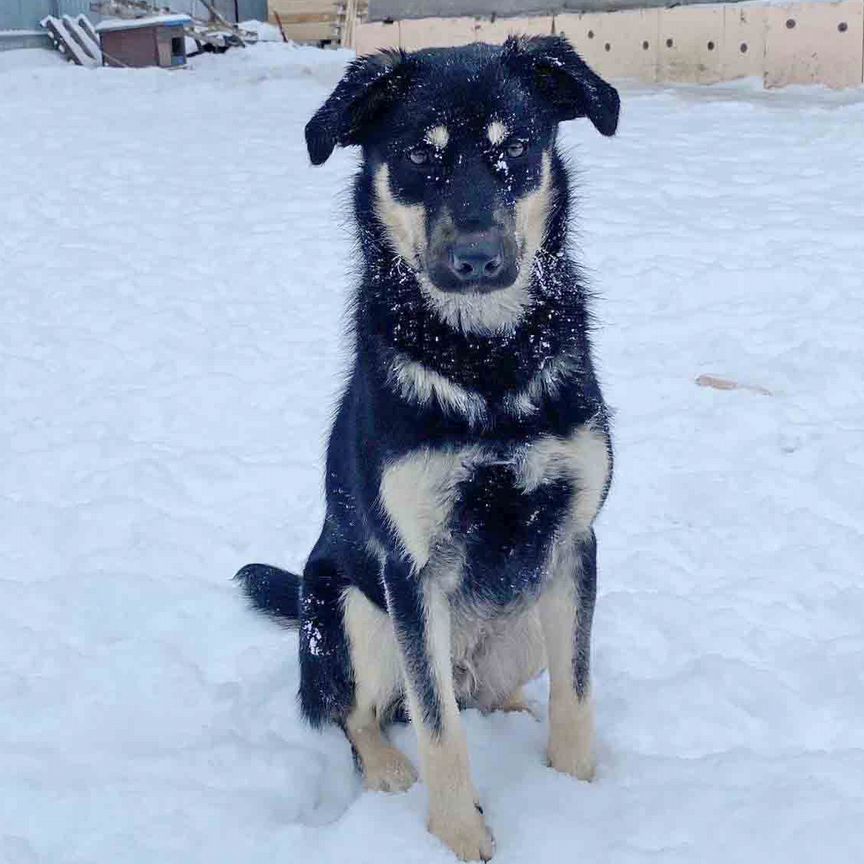 Пёс-подросток Блэк