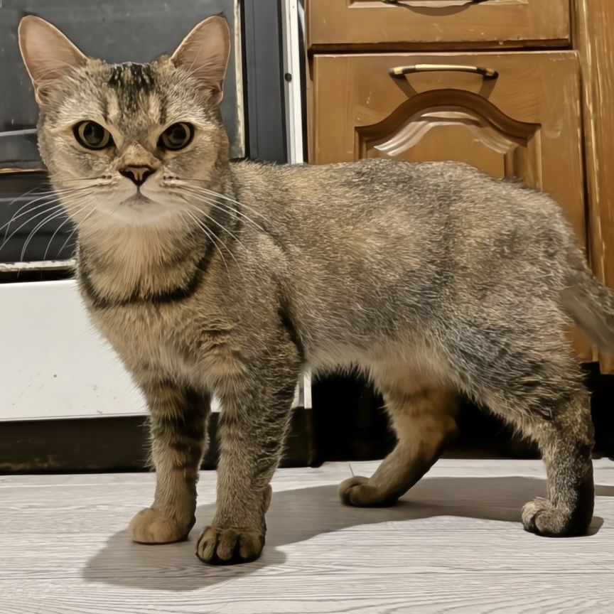 Взрослая кошка в добрые руки