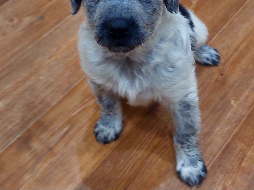 Щенки в добрые руки