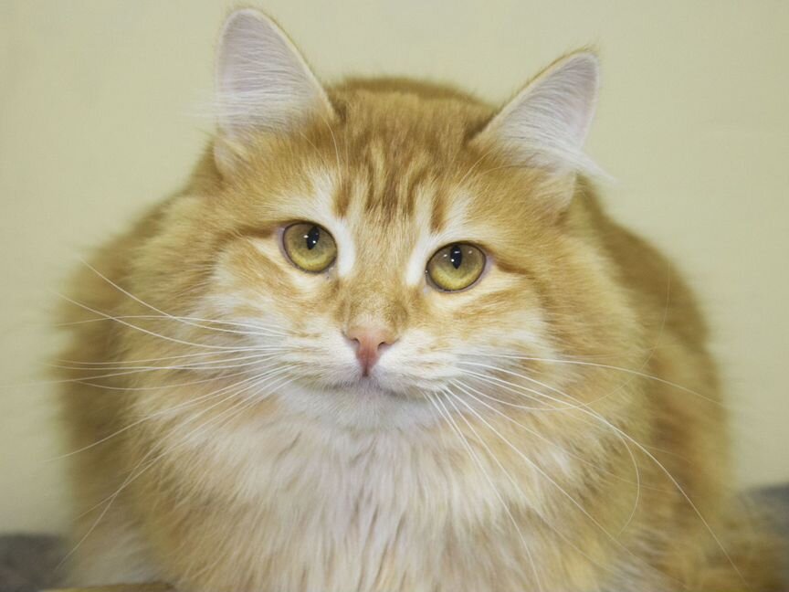 Домовенок Кузя принесет счастье в ваш дом