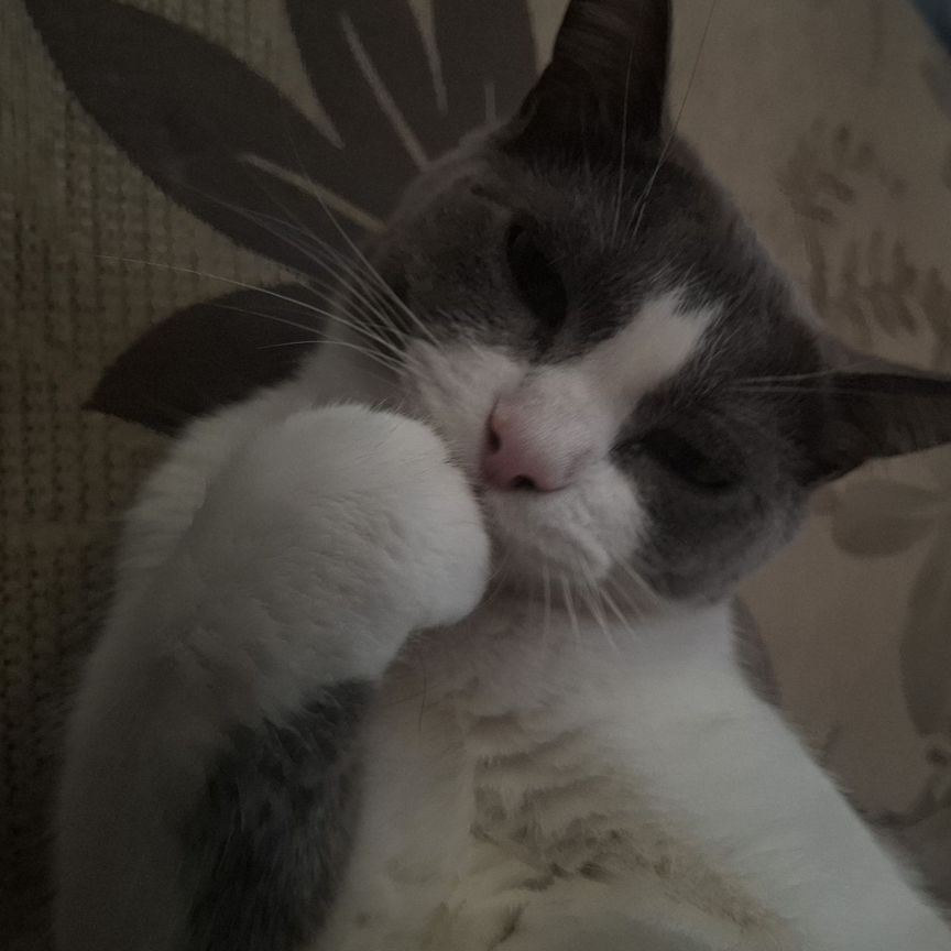 Отдам котика в добрые руки