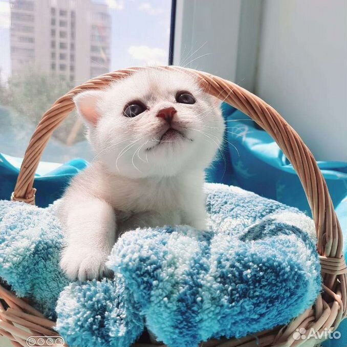 Котята мальчики Окраса Серебристая шиншилла