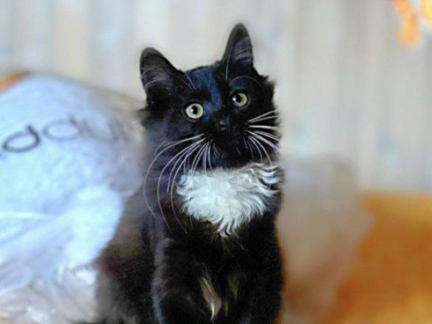 Очаровательный котенок-мальчик, 3 мес