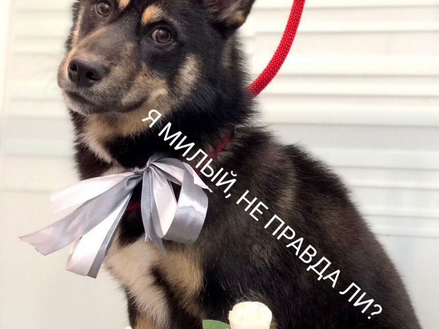 Собака 30 см Дружик