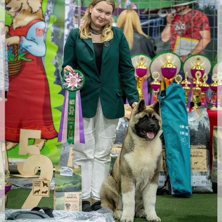 Американская акита, щенок