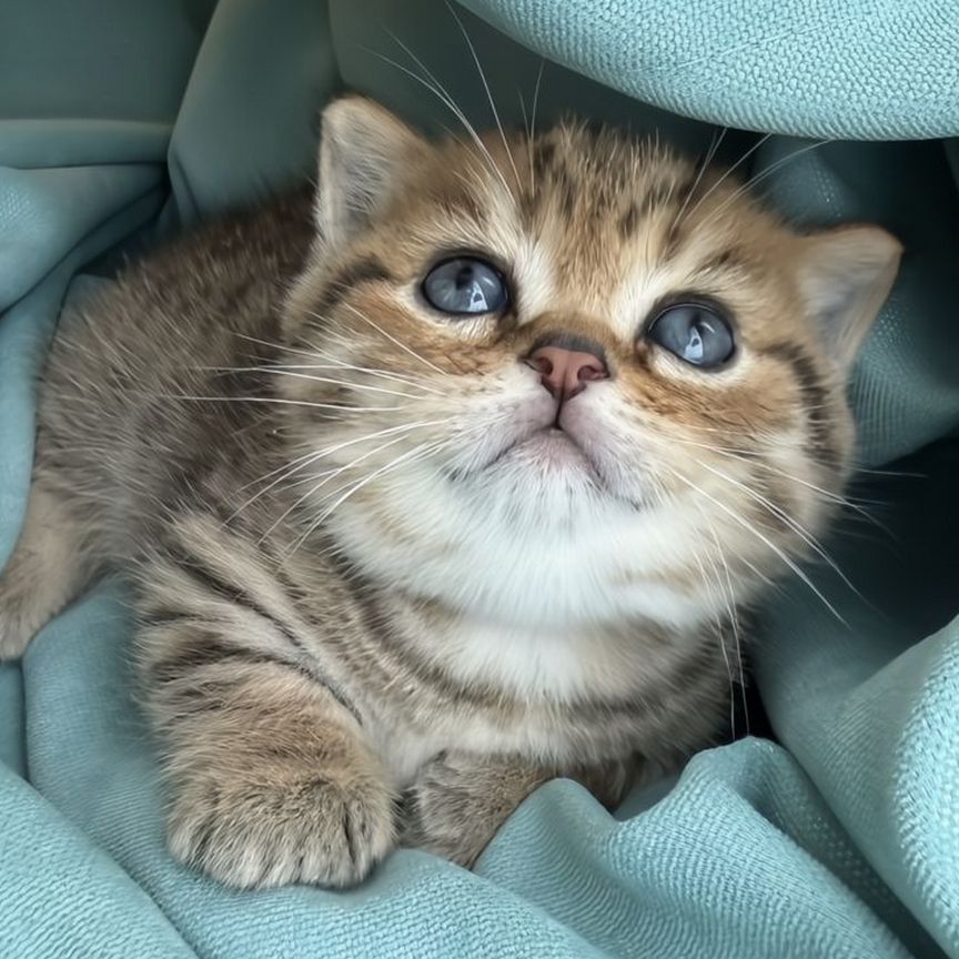 Манчкин котёнок