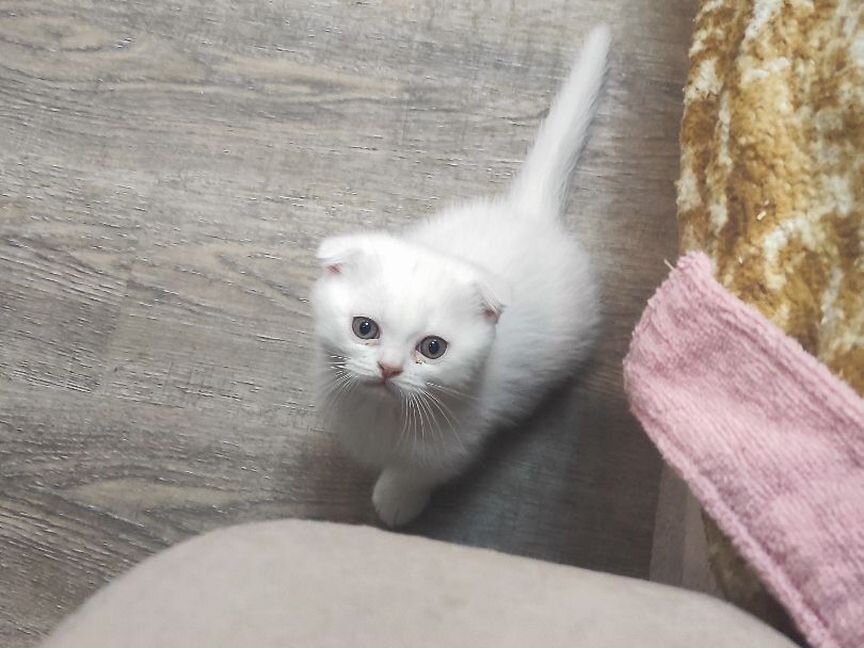 Шотладский вислоухий котёнок