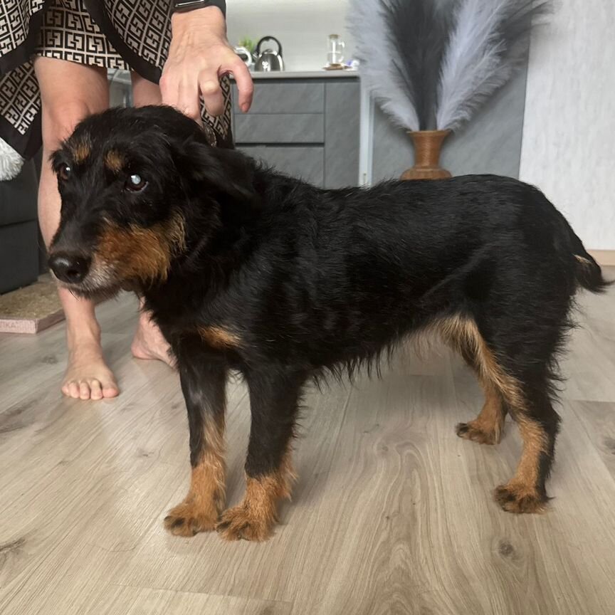 Немецкий охотничий терьер, взрослая собака