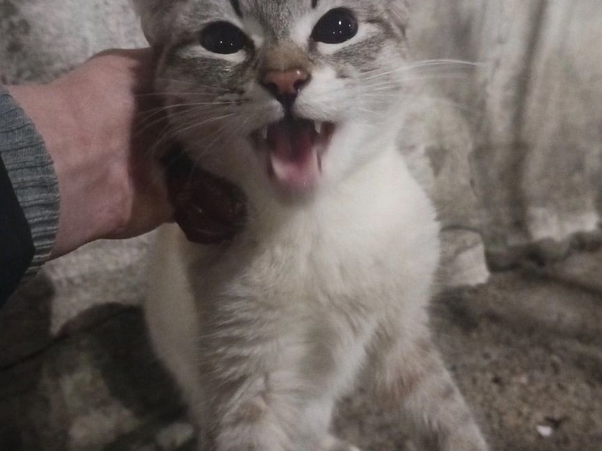 Найден маленький тайский котенок