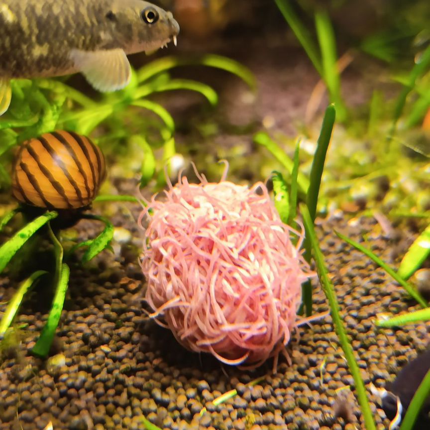 Живой корм для аквариума