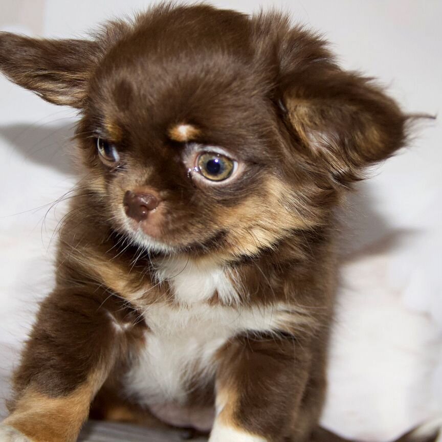 Щенки чихуахуа