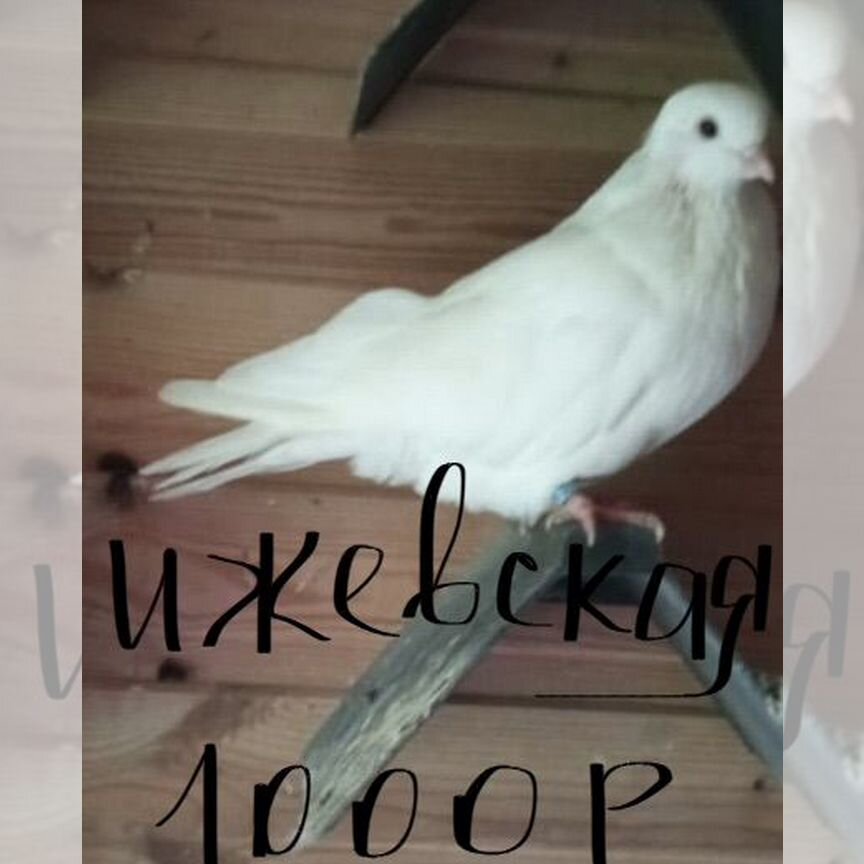 Голуби ижевские, урюпинские, пермяки