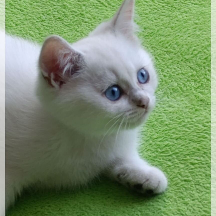 Британские котята серебристая шиншилла