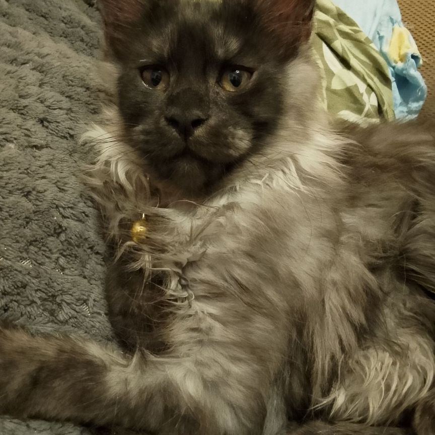 Мейн-кун котёнок