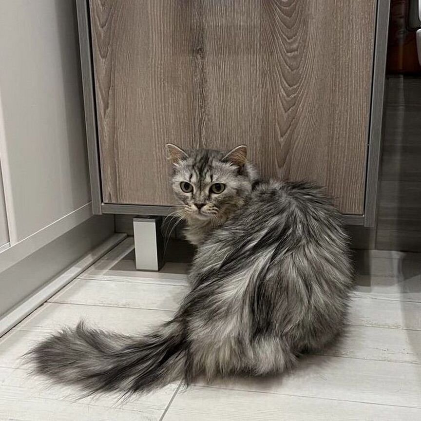 Кошку Нежу бросила хозяйка