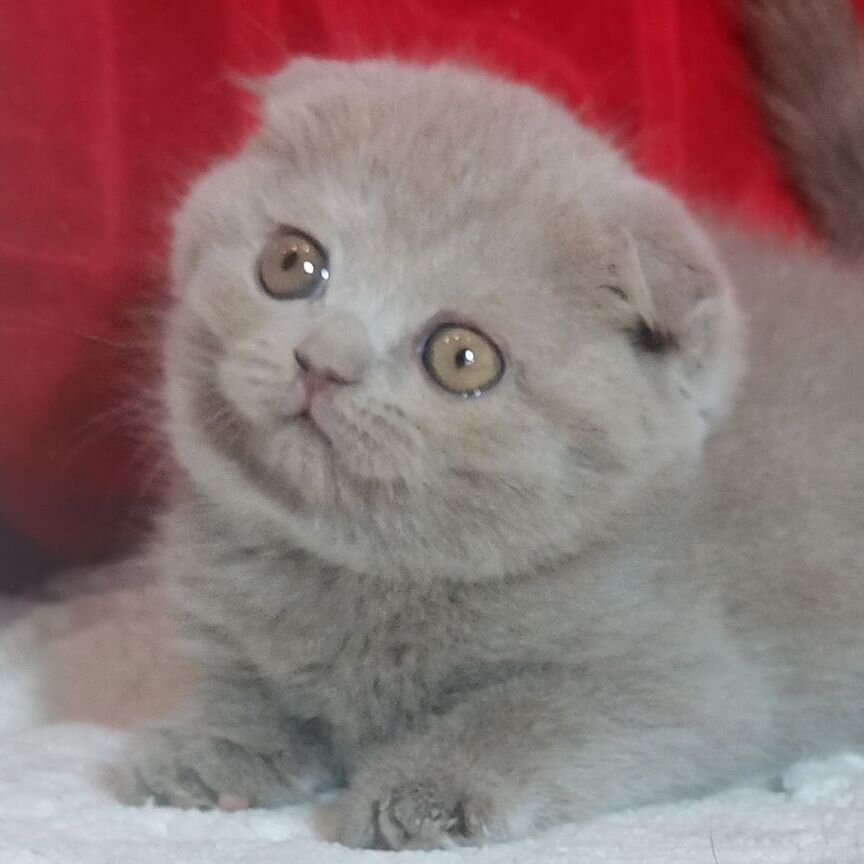 Шотландская вислоушки лиловые