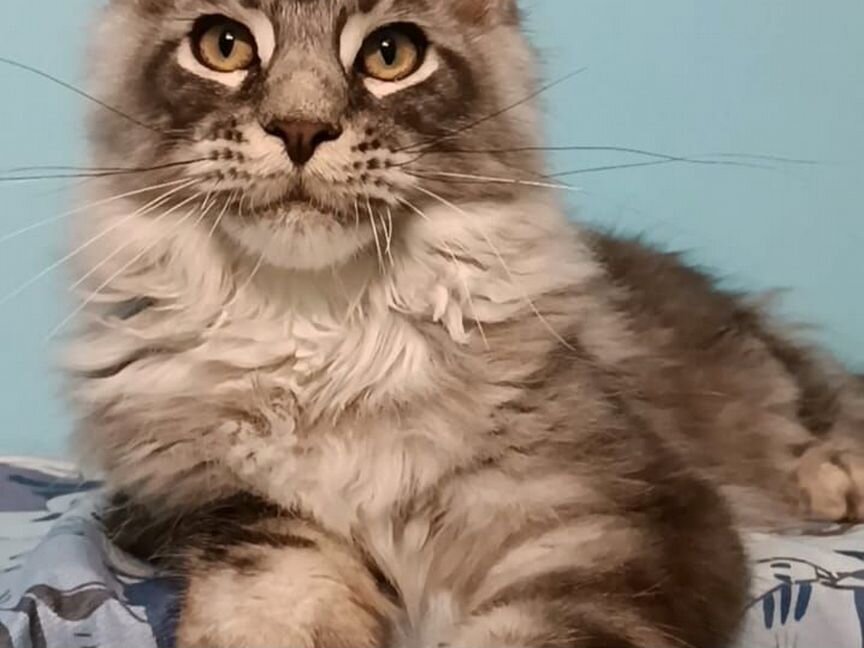 Котёнок мейн кУн Шикарный Серебряный Львенок
