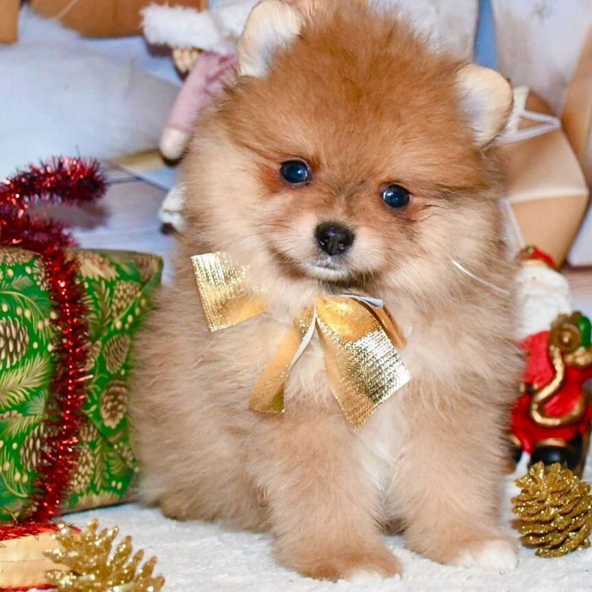 Померанский шпиц, щенок