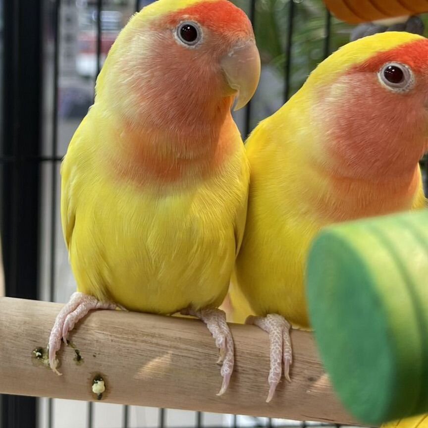 Попугаи Неразлучники