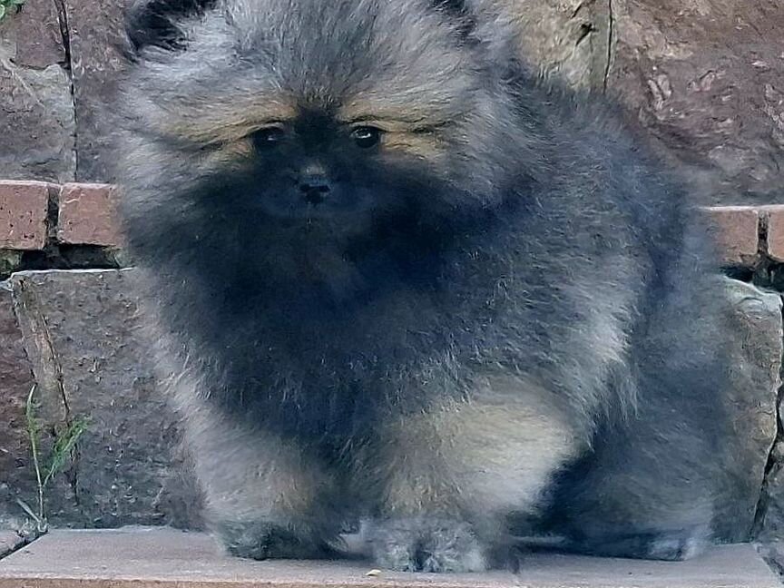 Щенок померанского шпица