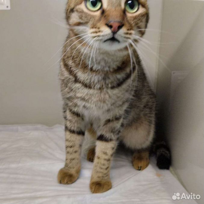 Сибирский лесного окраса- метис