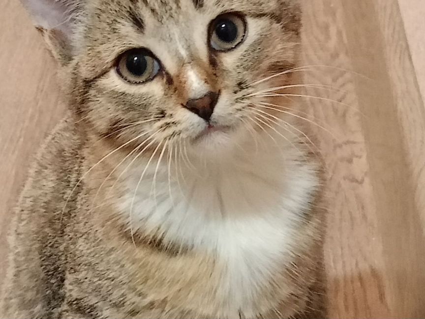 Котик маленький в добрые руки бесплатно