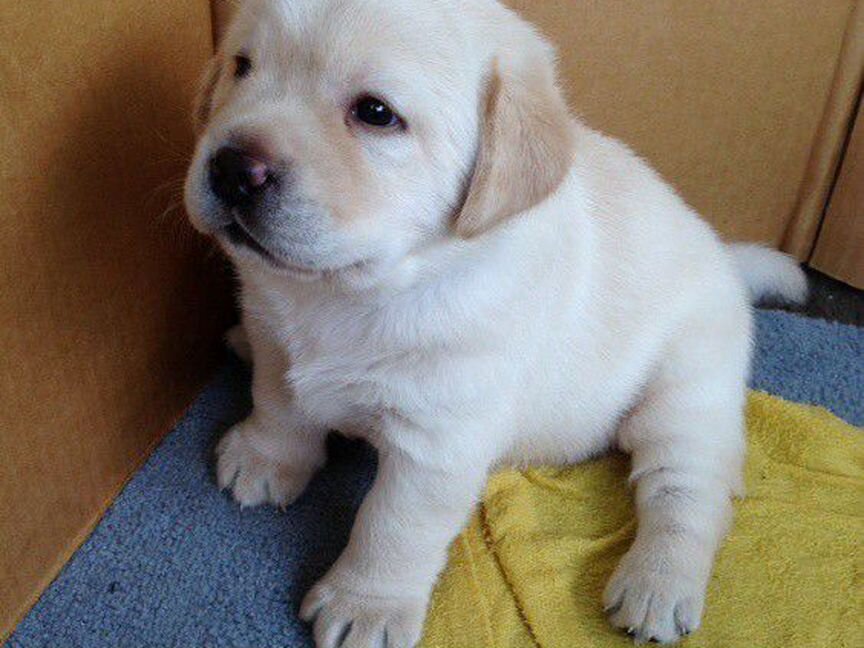 Щенки лабрадора палевые