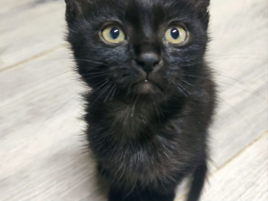 Мальчишка в дар