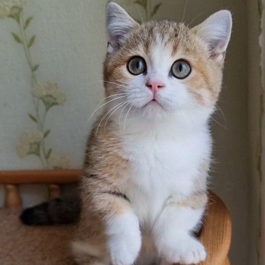 Манчкин