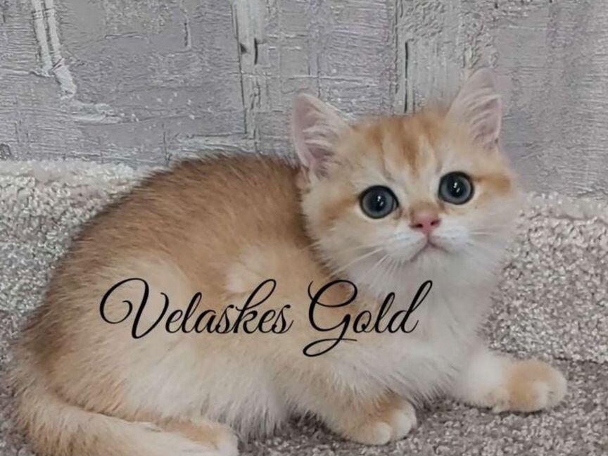 Британская принцесса