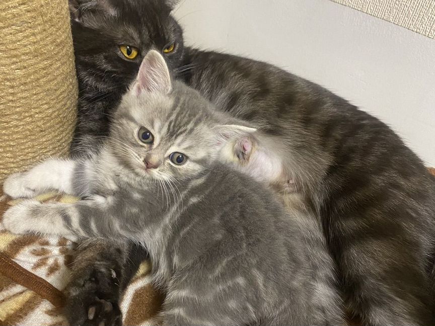 Шотландская кошечка