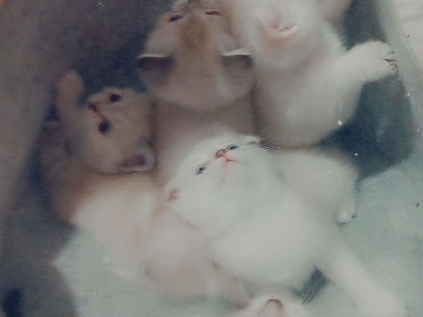 Шотладские котятки