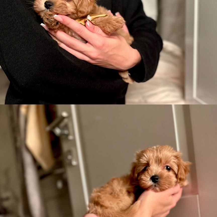 Мальтипу, щенок