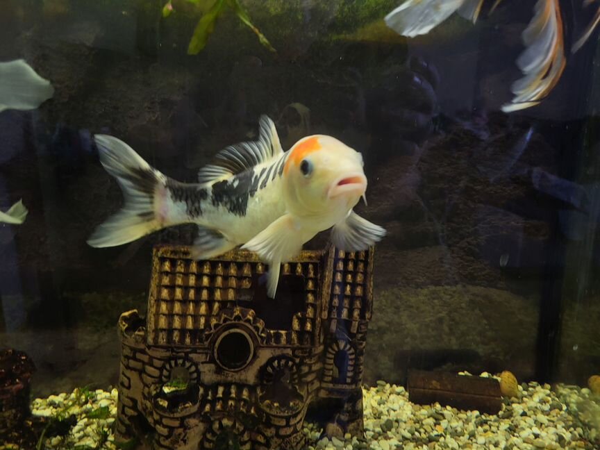 Карп кои и 2 кометы