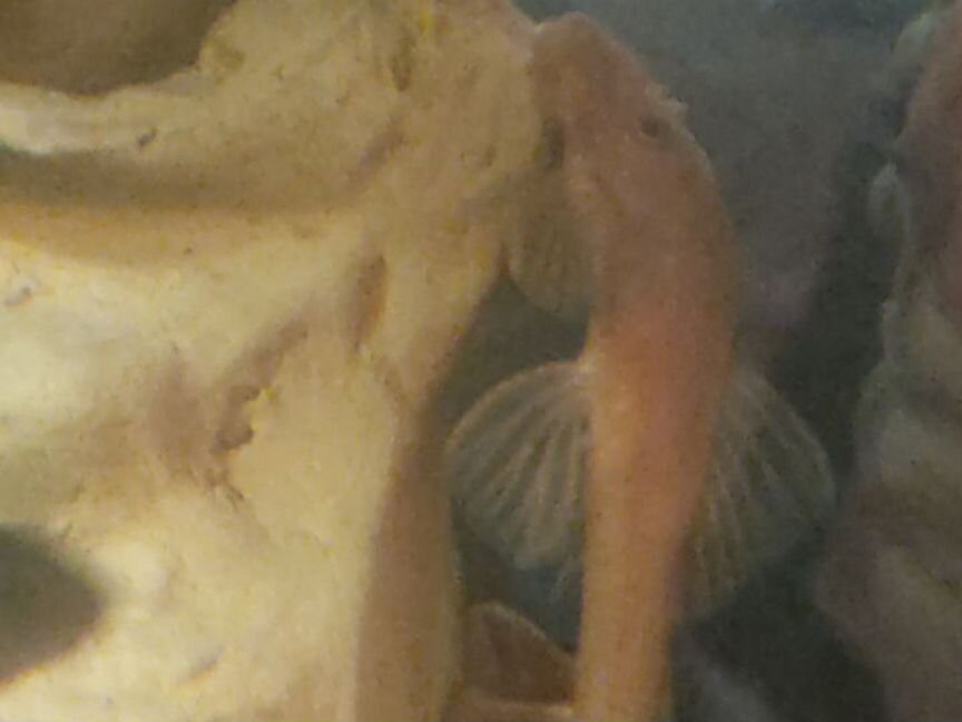 Анциструс две самки