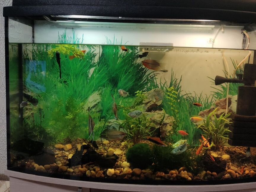 Аква. Рыбки