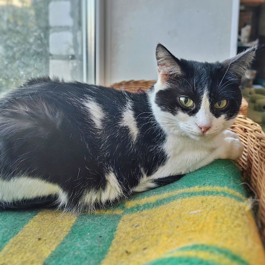 Кошка в дар бесплатно