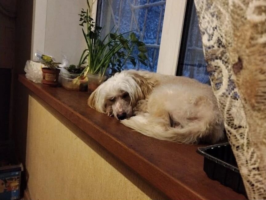 Собака осталась без дома